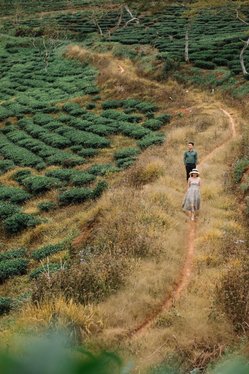 Khám phá vẻ đẹp của đồi chè cầu đất Đà Lạt 2021